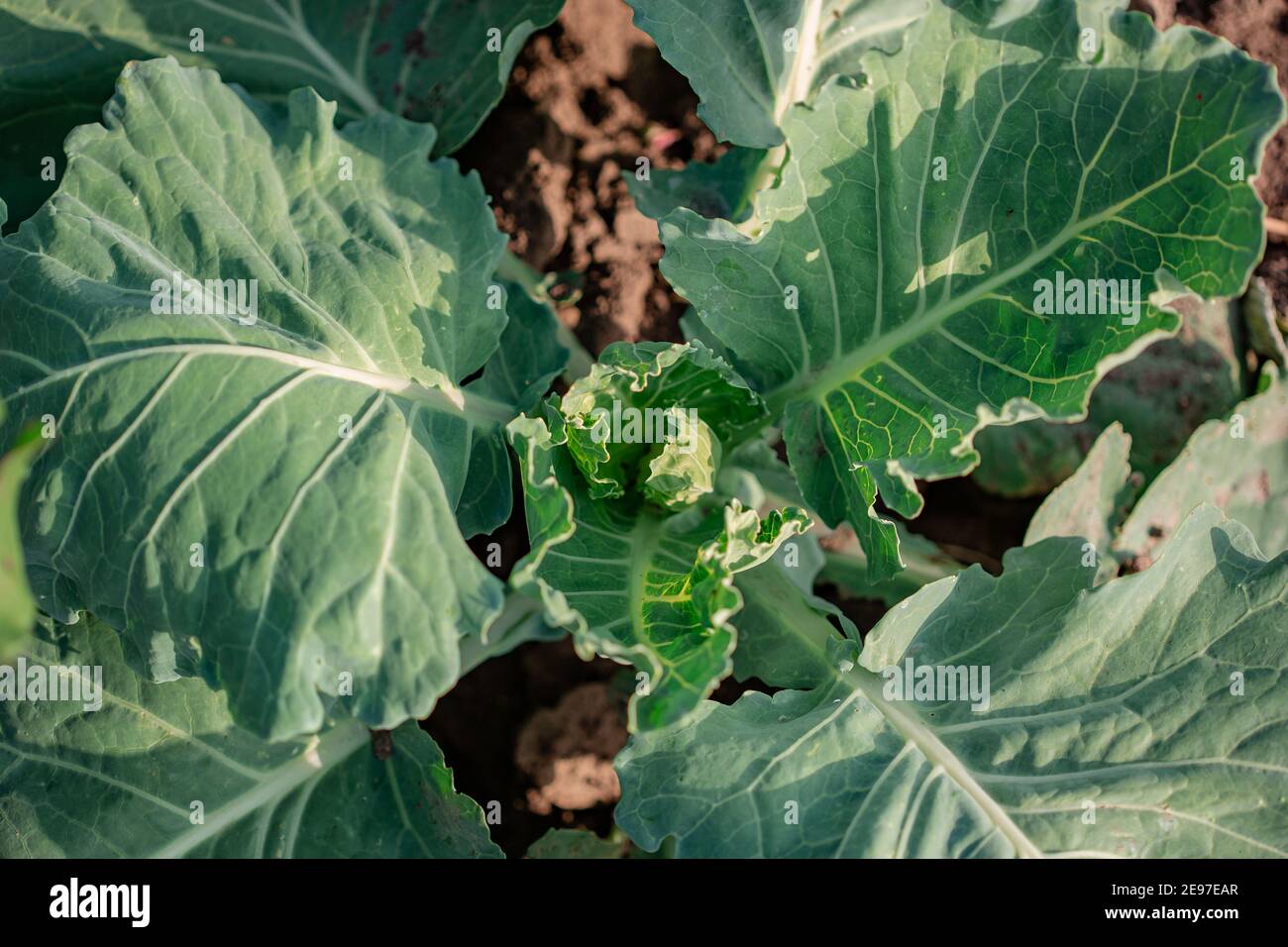 Growing green cabbage in the open field, organic growing vegetables ...