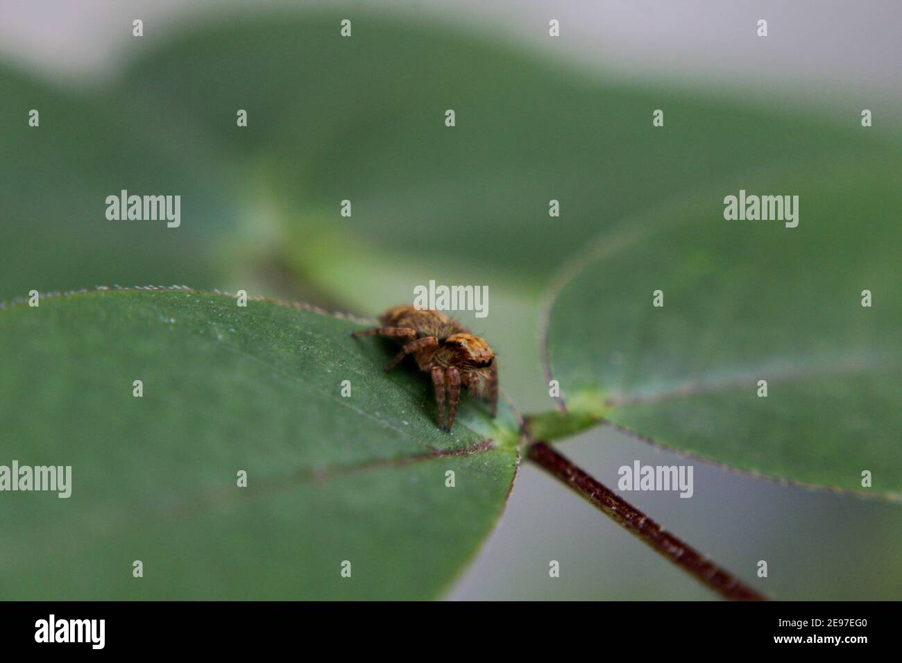 Arachnid photography hi-res stock photography and images - Alamy
