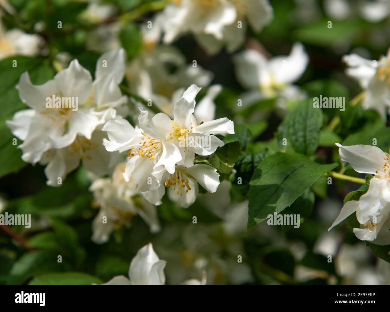 White jasmine blooms in the garden. Jasmine flower Stock Photo - Alamy