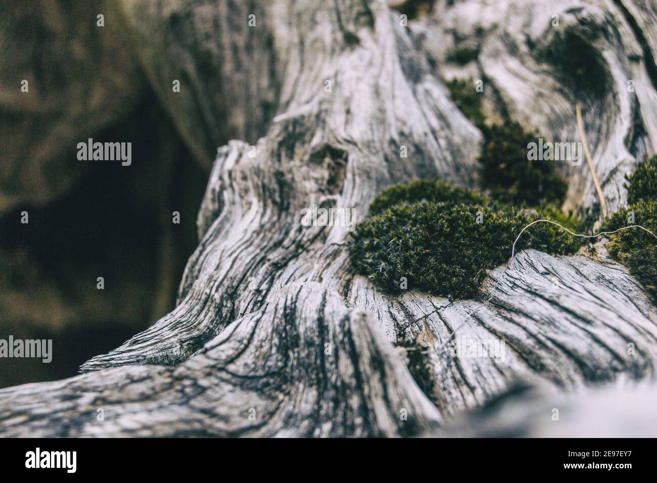 dry gray trunk with many shapes and moss on top seen up close Stock ...