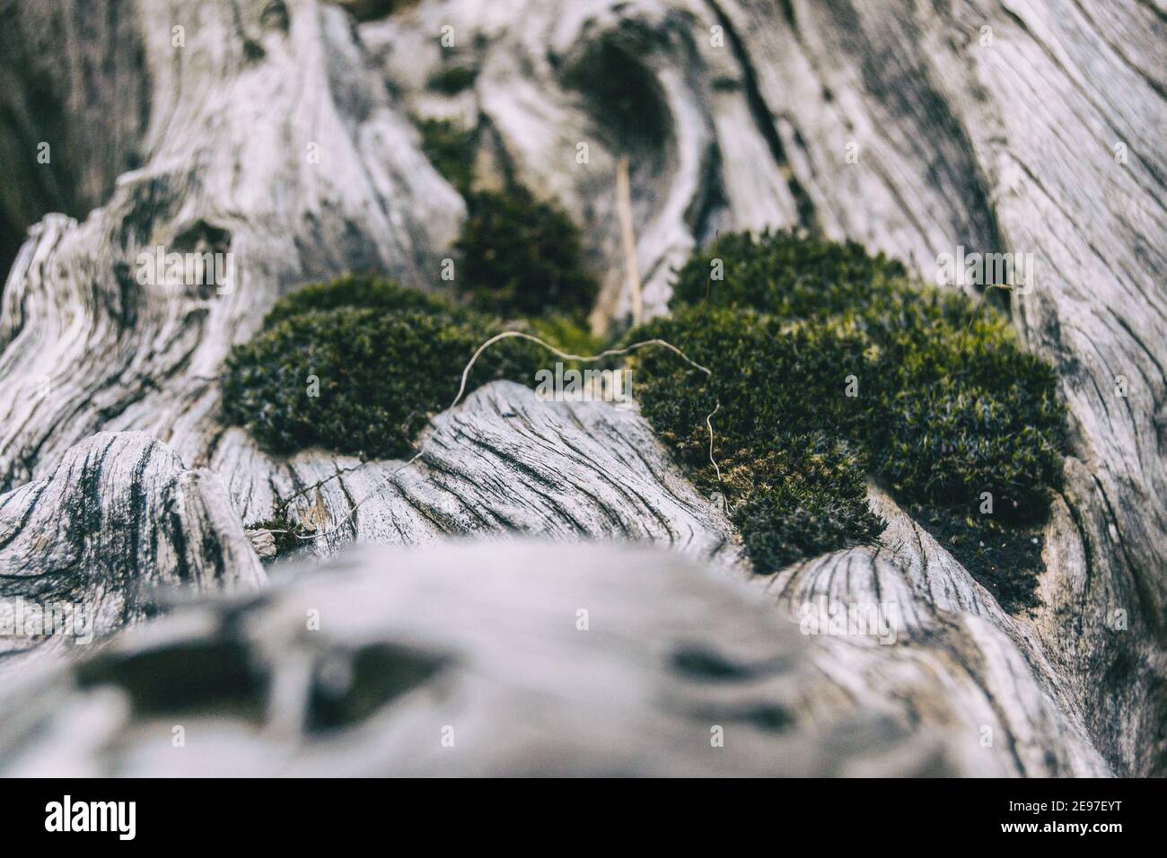 dry gray trunk with many shapes and moss on top seen up close Stock ...