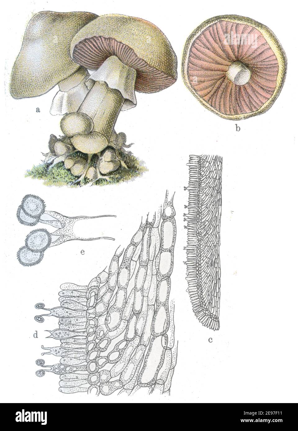 white mushroom / Agaricus bisporus syn. Agaricus brunnecens, Agaricus ...
