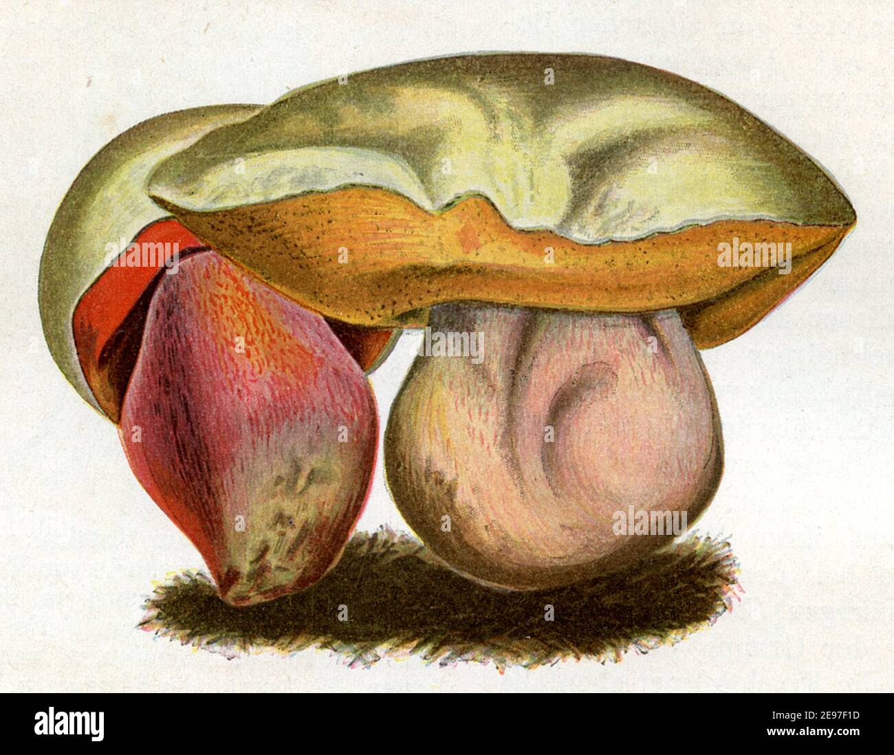 Satan's bolete or the Devil's bolete / Rubroboletus satanas Syn ...