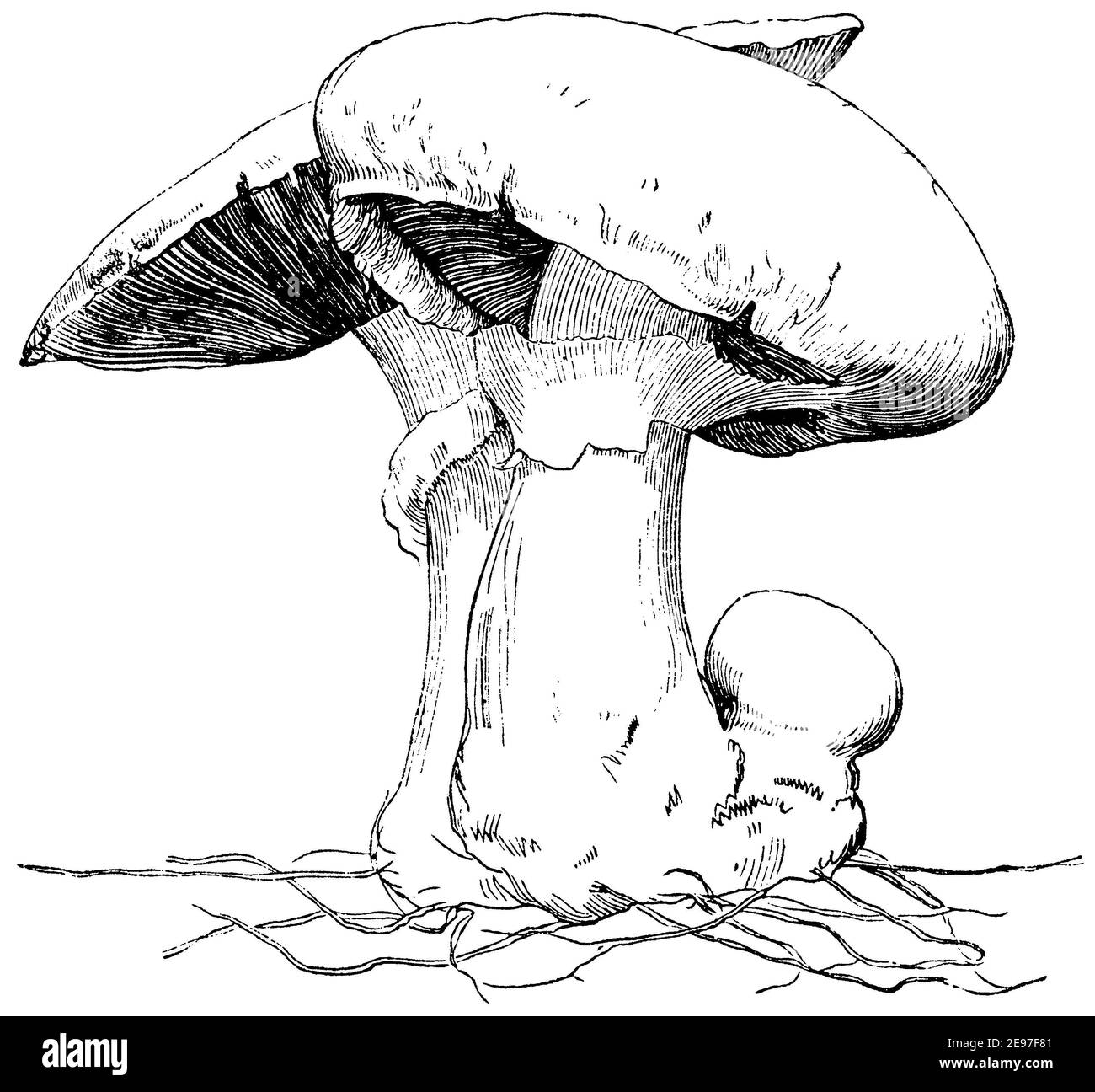 Agaricus Drawing