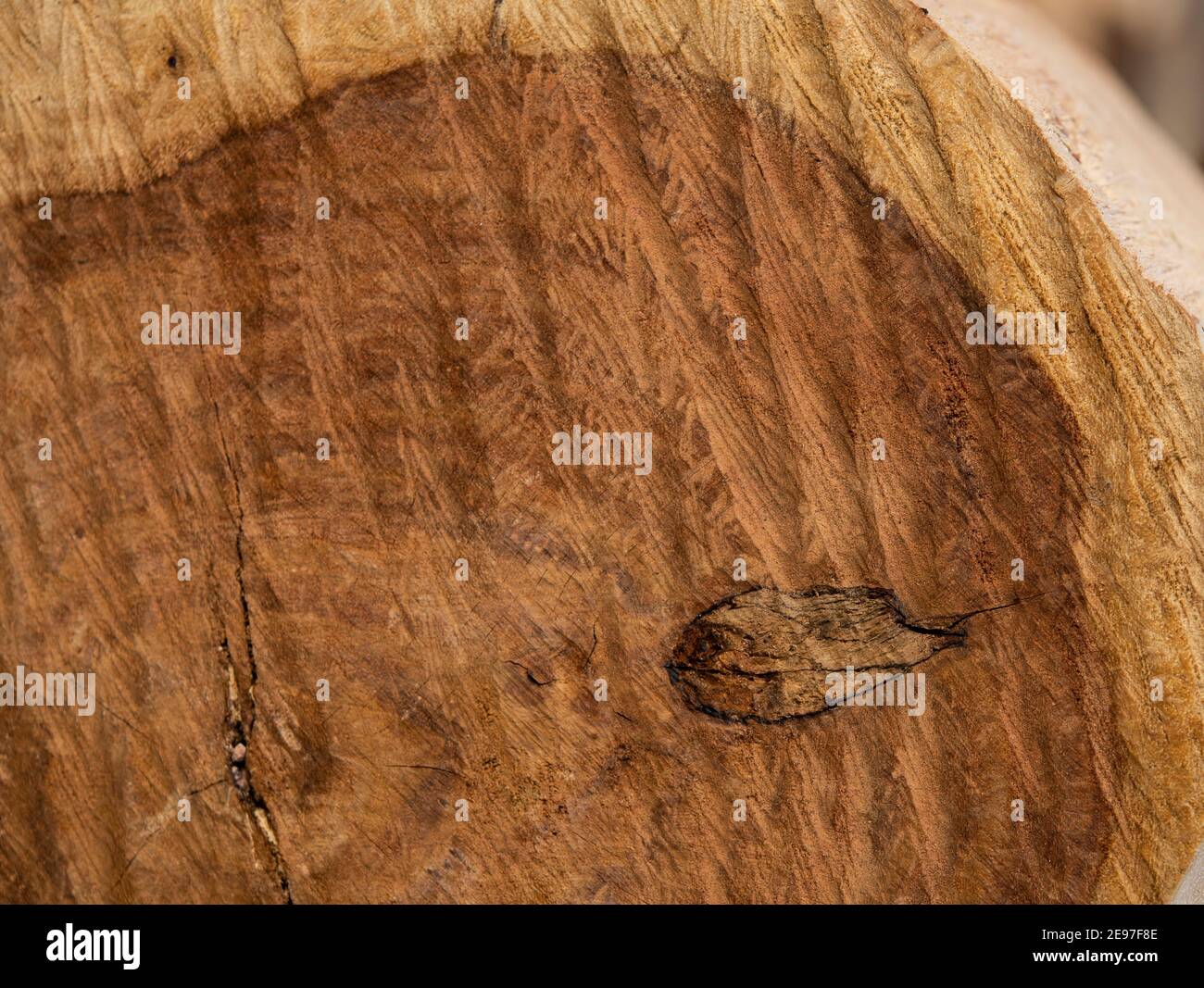Closeup view of tree cut piece making into a rustic background ...