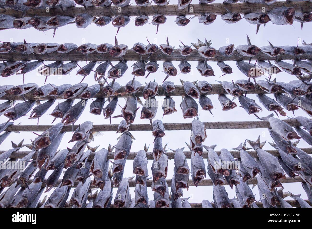Drying racks for fish stock Stock Photo - Alamy