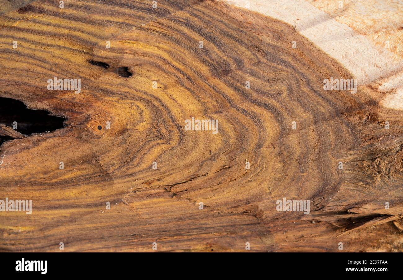 Natural lines on wooden tree making background banner with copy space ...