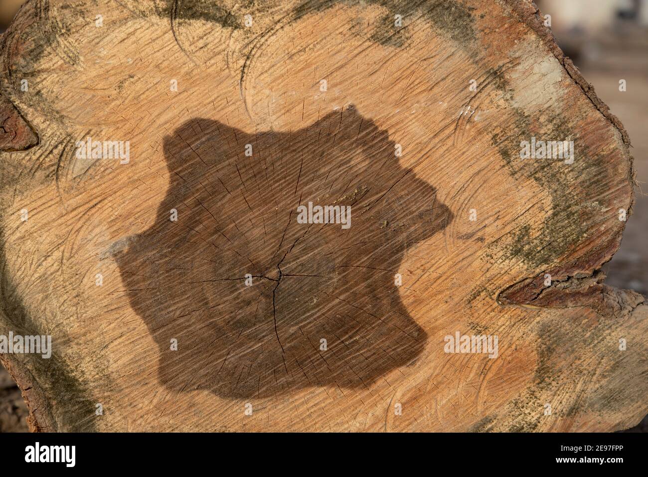 Different shades of natural timber wooden tree making background Stock ...