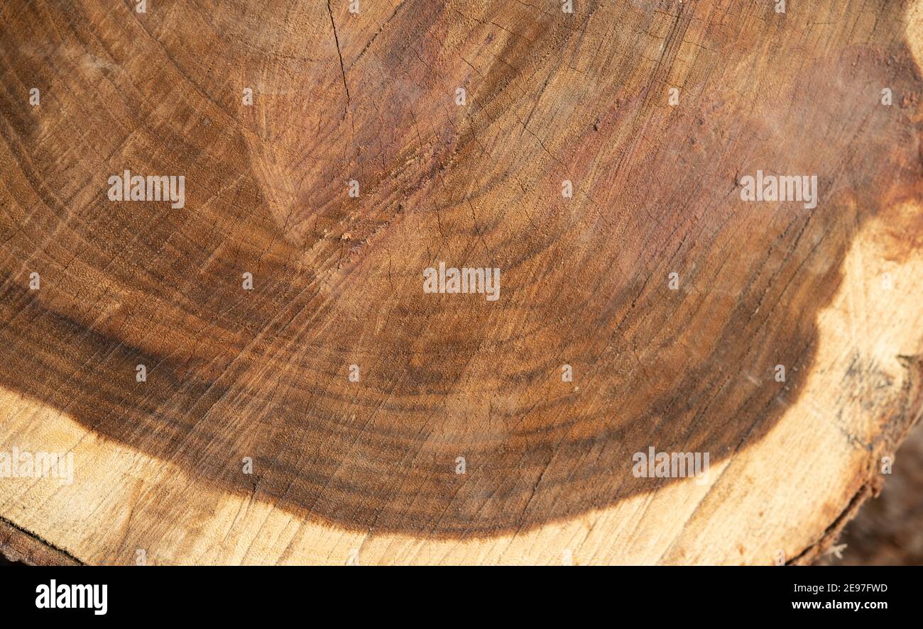Different shades of natural timber wooden tree making background Stock ...