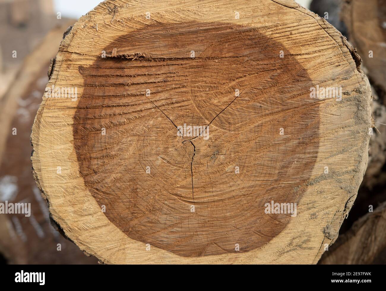 Wooden background cut tree making rustic natural texture closeup Stock ...