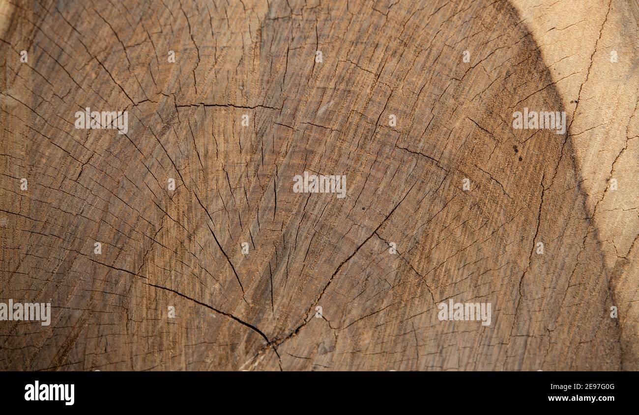 Wooden texture cut tree making natural closeup background Stock Photo ...