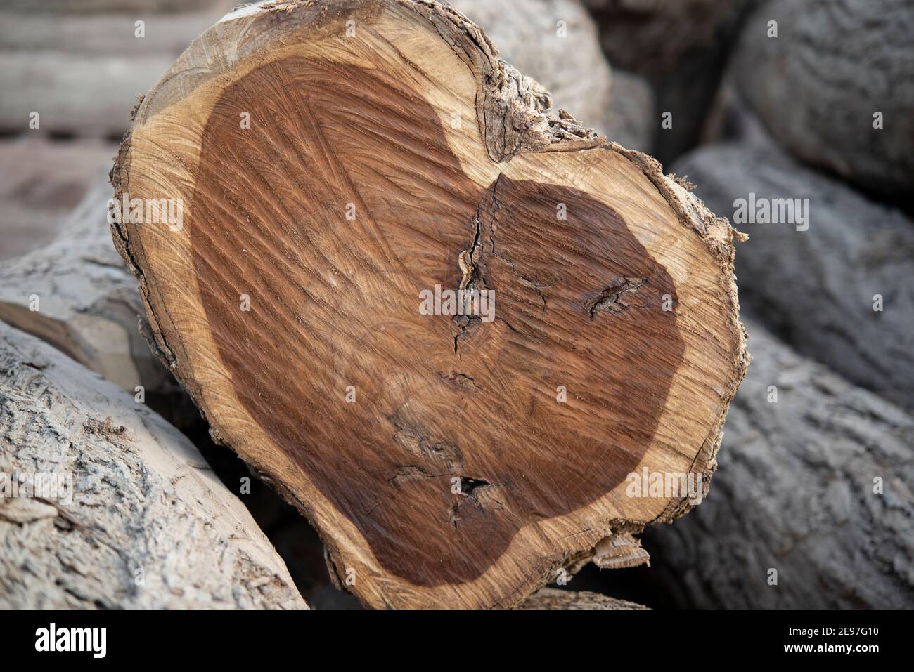 Heart shape natural wood tree cut making valentine day background Stock ...