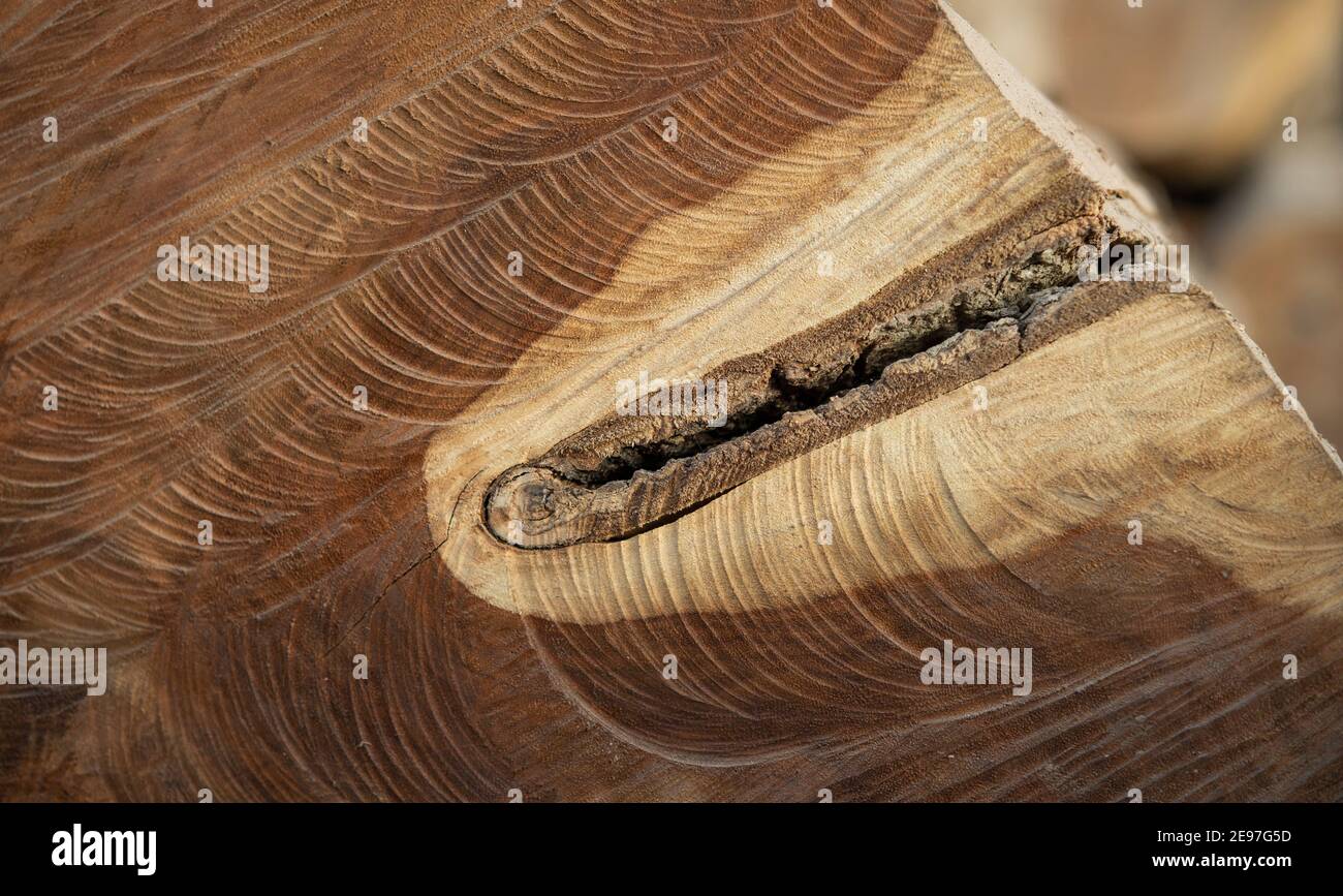 Natural view of wooden torn apart tree piece making nice background ...