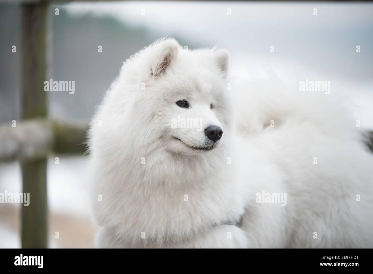 Samoyed dog in snow close hi-res stock photography and images - Alamy