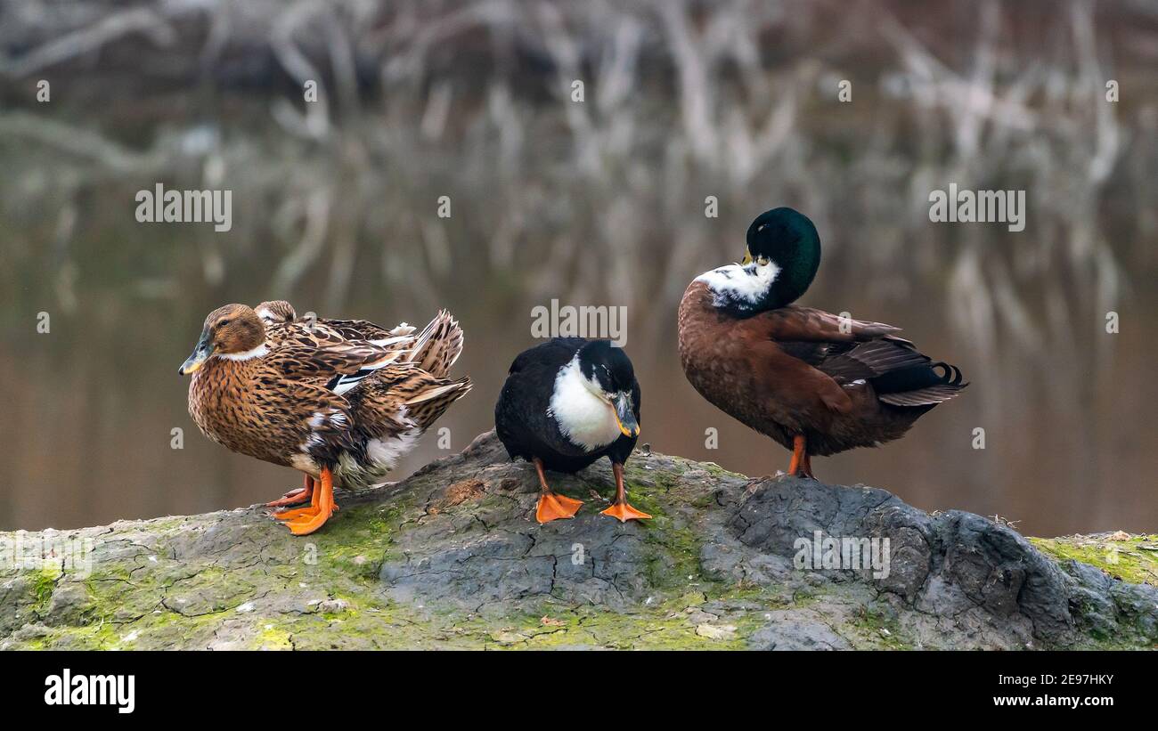 Colorful ducks on lake shore Stock Photo - Alamy