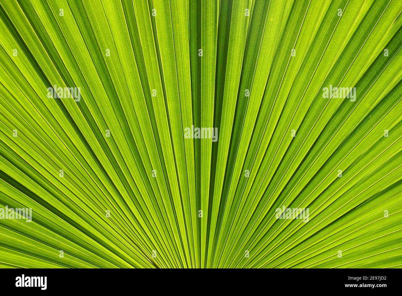 Ruffled Fan Palm Leaf Natural Pattern Background Stock Photo - Alamy