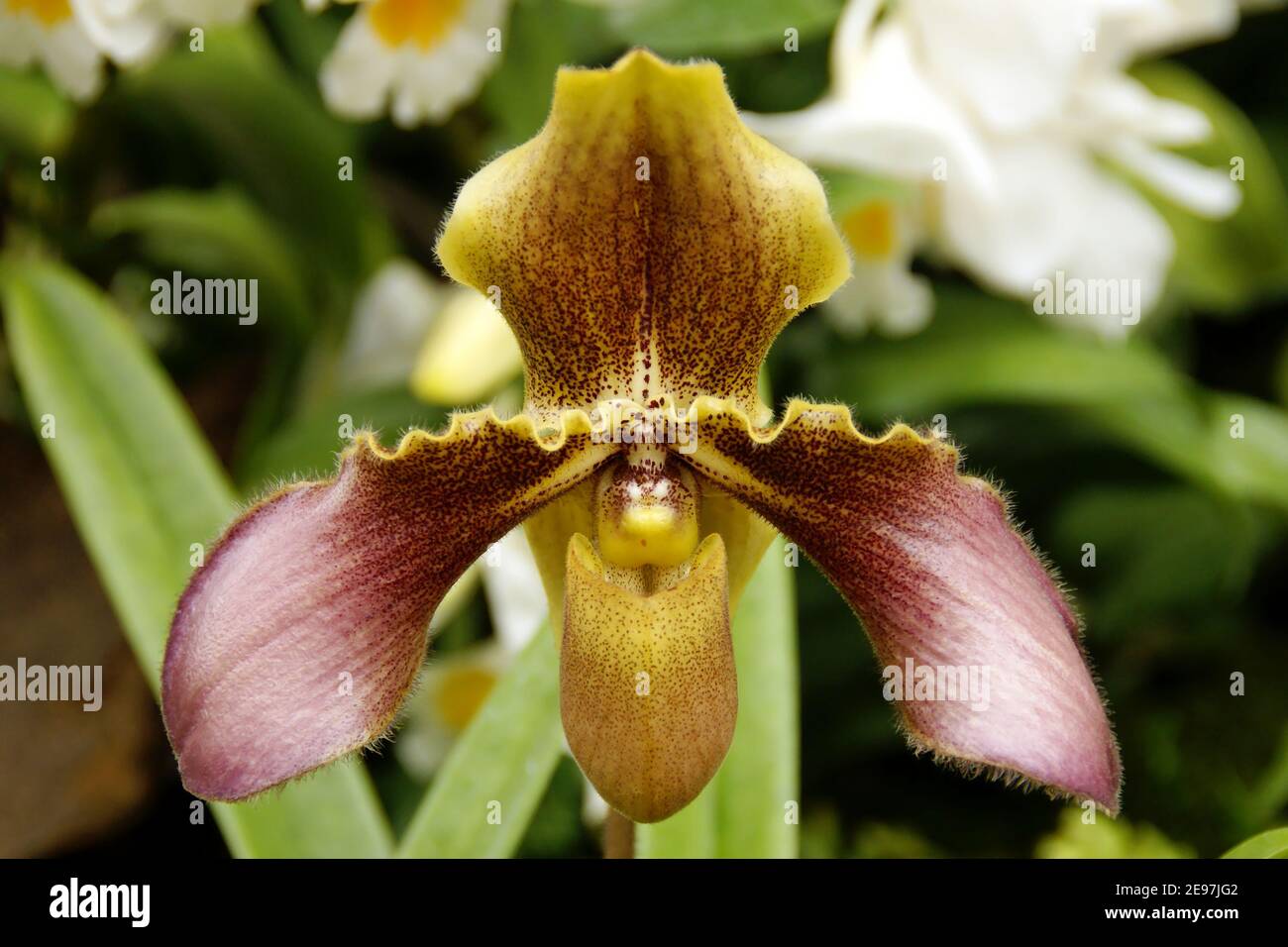 Closeup of Paphiopedilum, Lady's Slipper Orchid Flower Stock Photo - Alamy