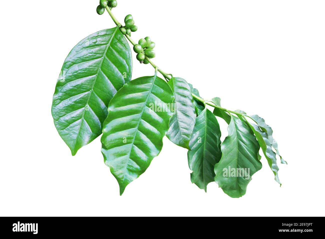 Coffee Branch with Green Leaves and Fruits Isolated on White Background ...