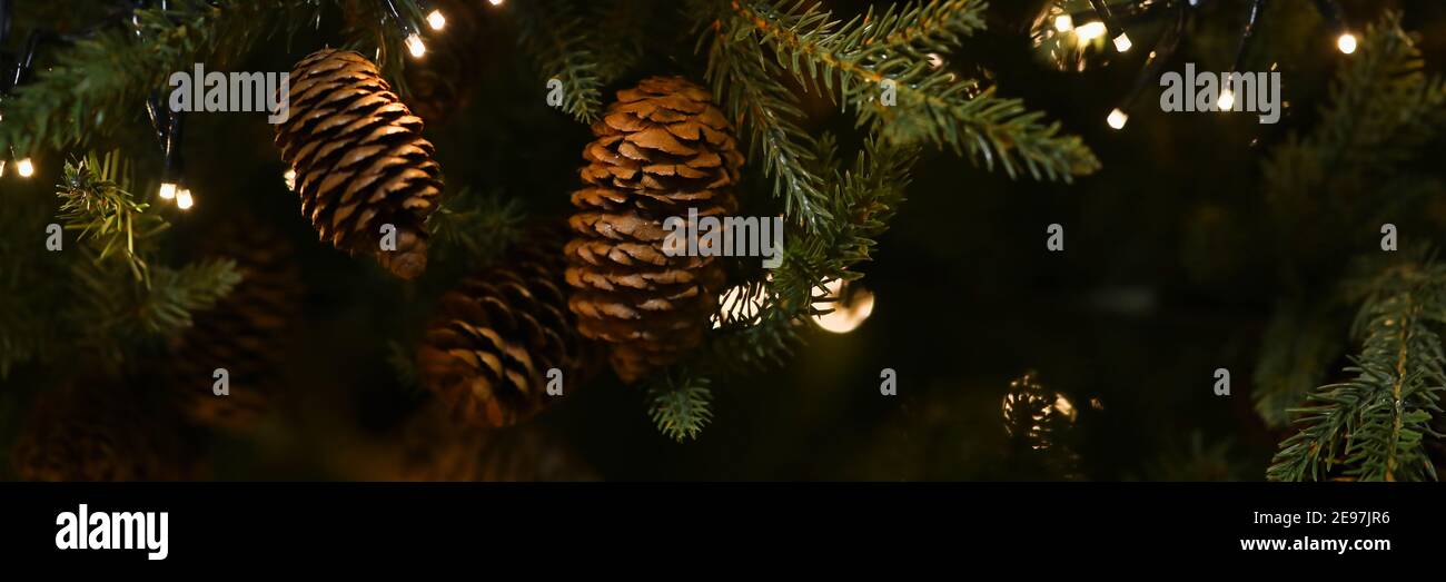 Detailed picture of twig Stock Photo - Alamy