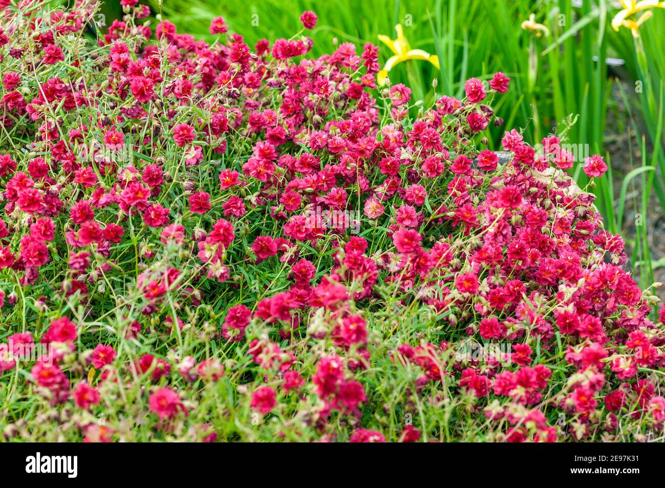 Red dragon flower hi-res stock photography and images - Alamy