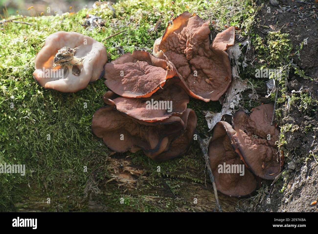 Discina perlata (syn. Gyromitra perlata), known as pig's ears, wild ...
