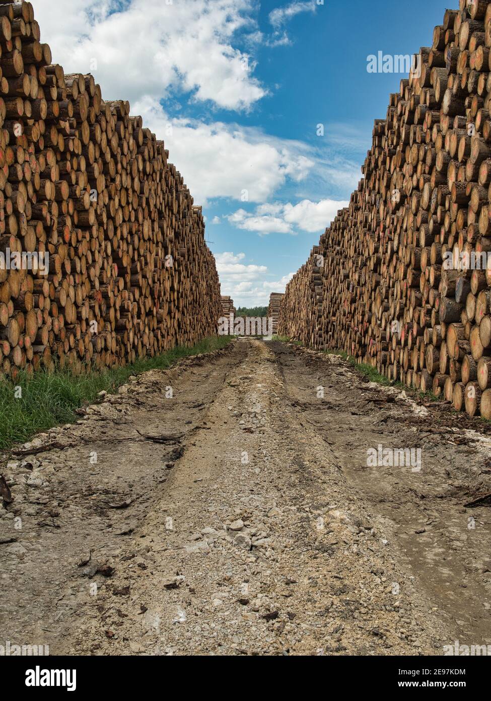 Big pile of logs on a sunny day Stock Photo - Alamy
