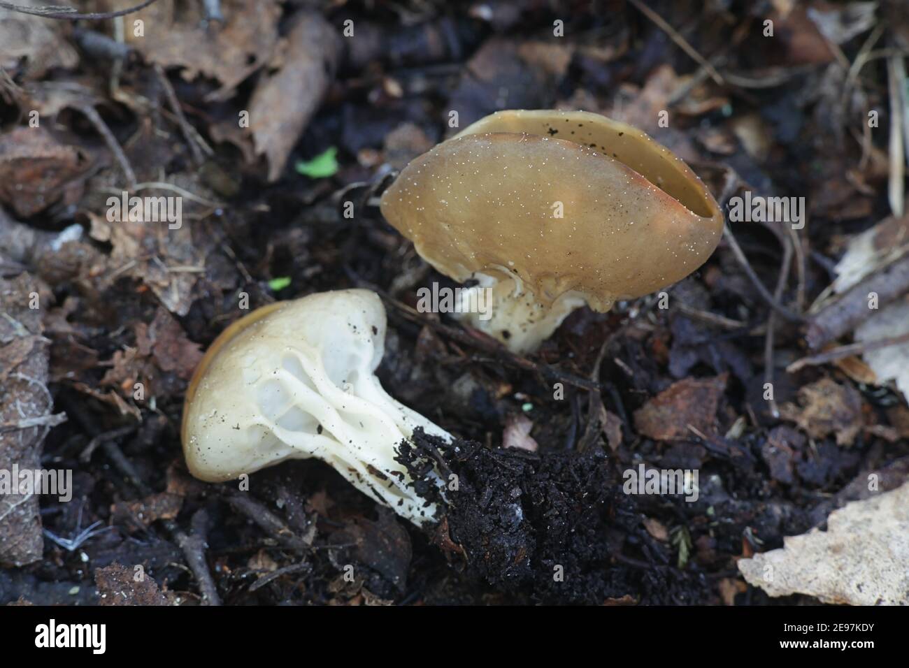 Helvella acetabulum, known as cabbage leaf Helvella, vinegar cup or the ...