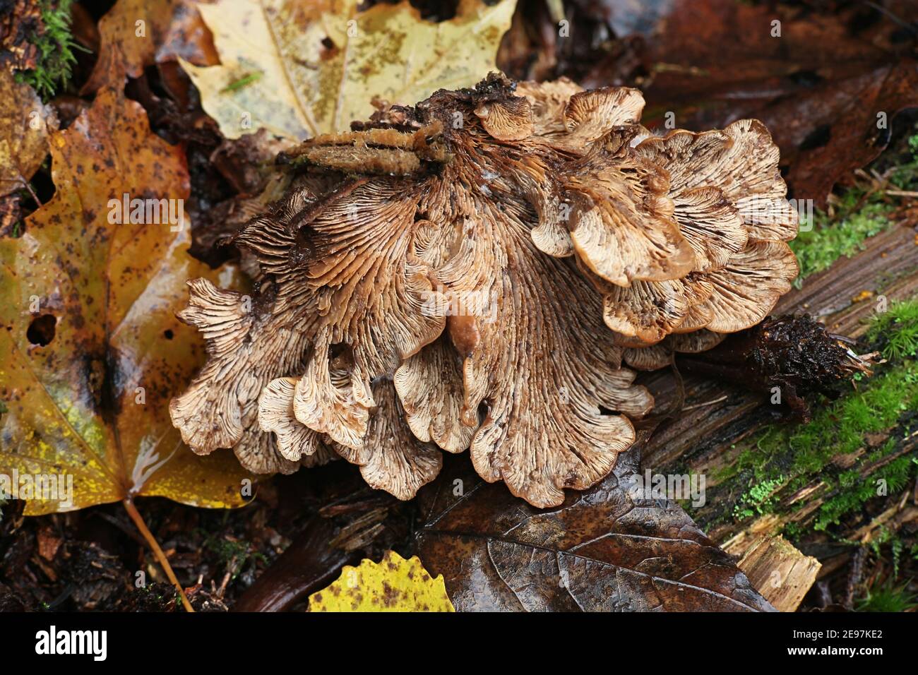 Lentinellus ursinus, known as the Bear Lentinus, wild mushroom from ...
