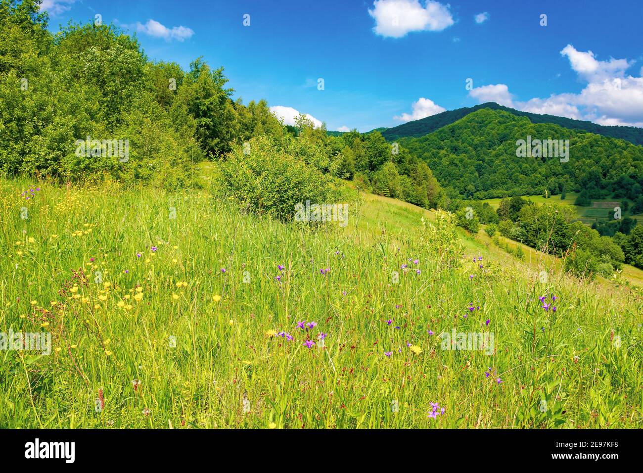 rural landscape of ukrainian carpathians. beautiful summer scenery in ...