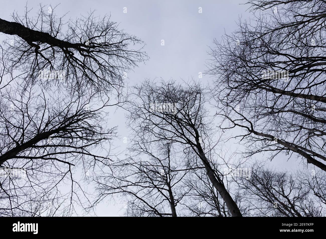 Barren tree tops against grey winter sky, high above Stock Photo - Alamy