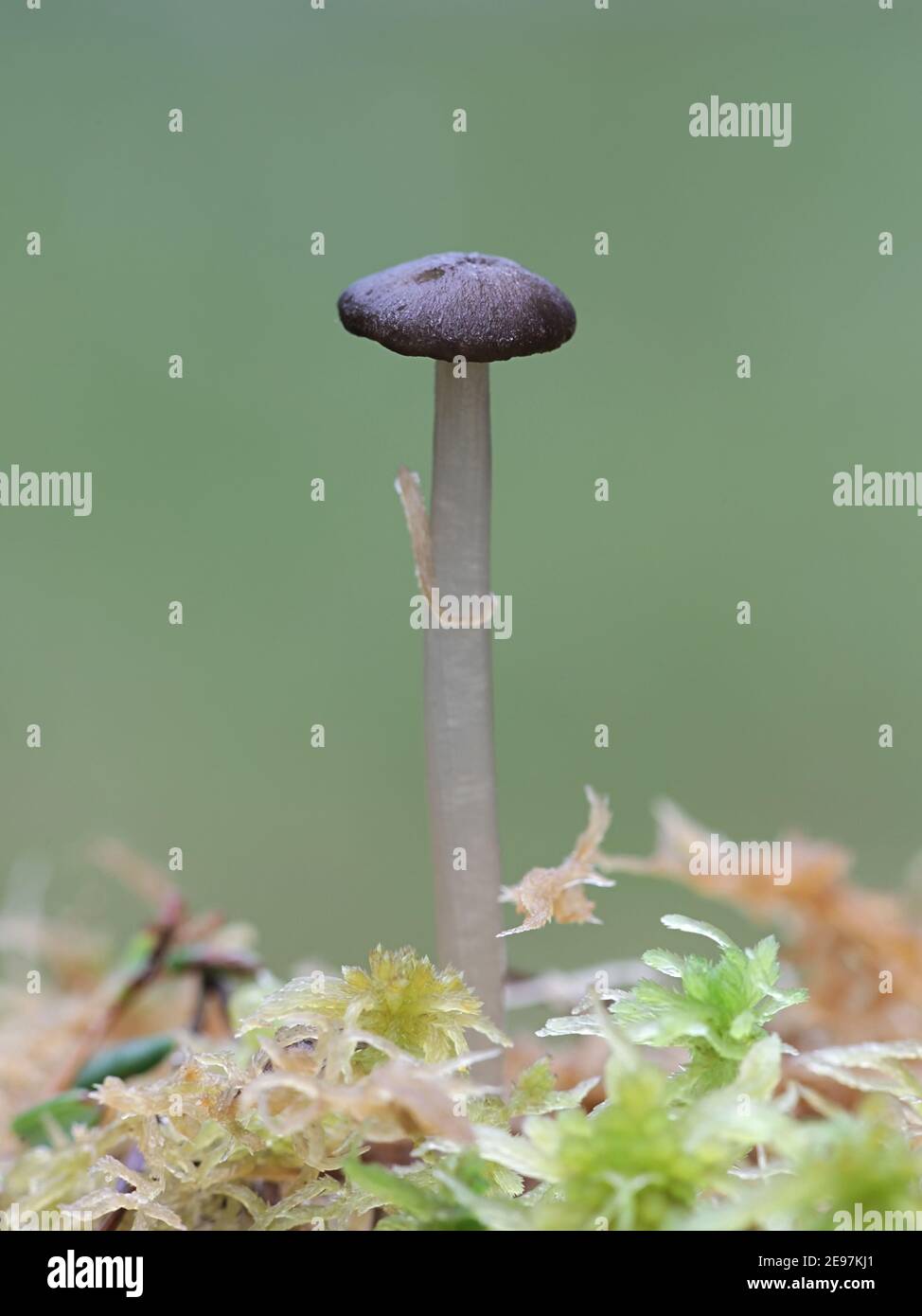 Tephrocybe palustris hi-res stock photography and images - Alamy