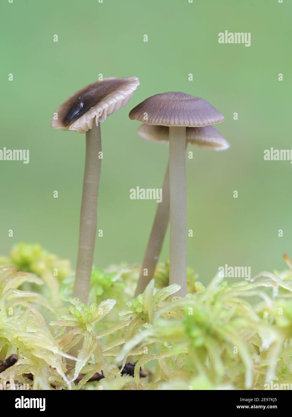 Lyophyllum palustre (Sphagnurus paluster), commonly called the Sphagnum ...