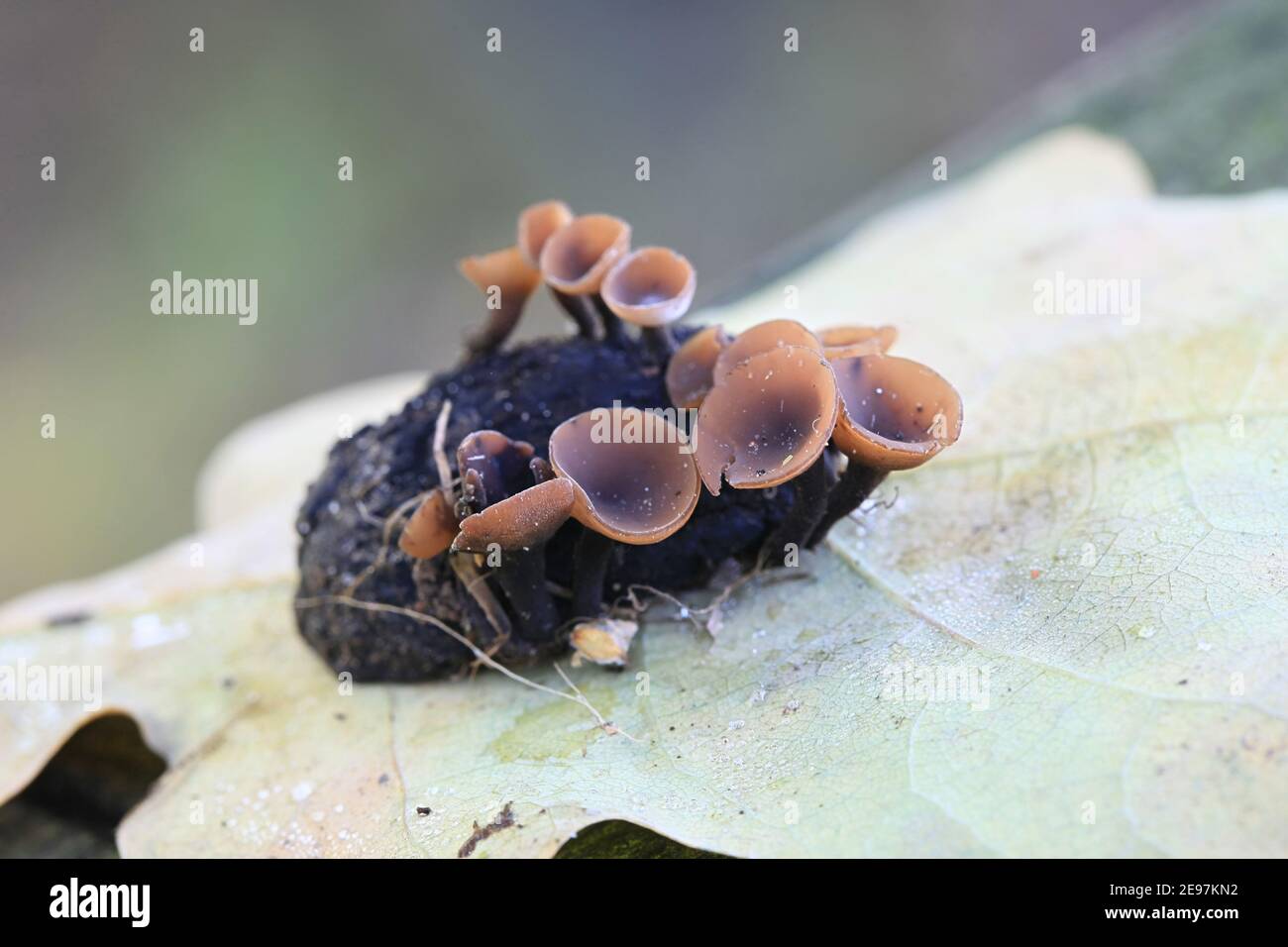 Ciboria batschiana, known as Ciboria fungus or catkin cup fungus ...