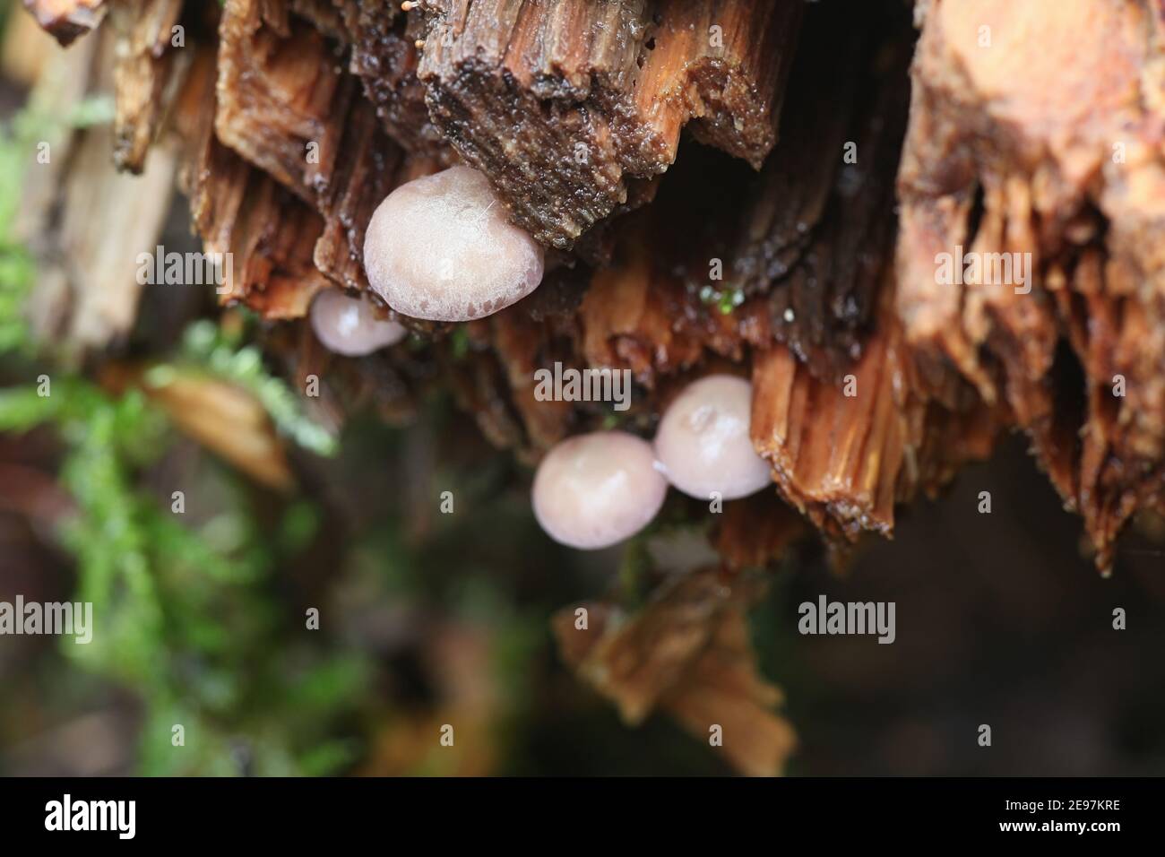 Myriadophylla hi-res stock photography and images - Alamy