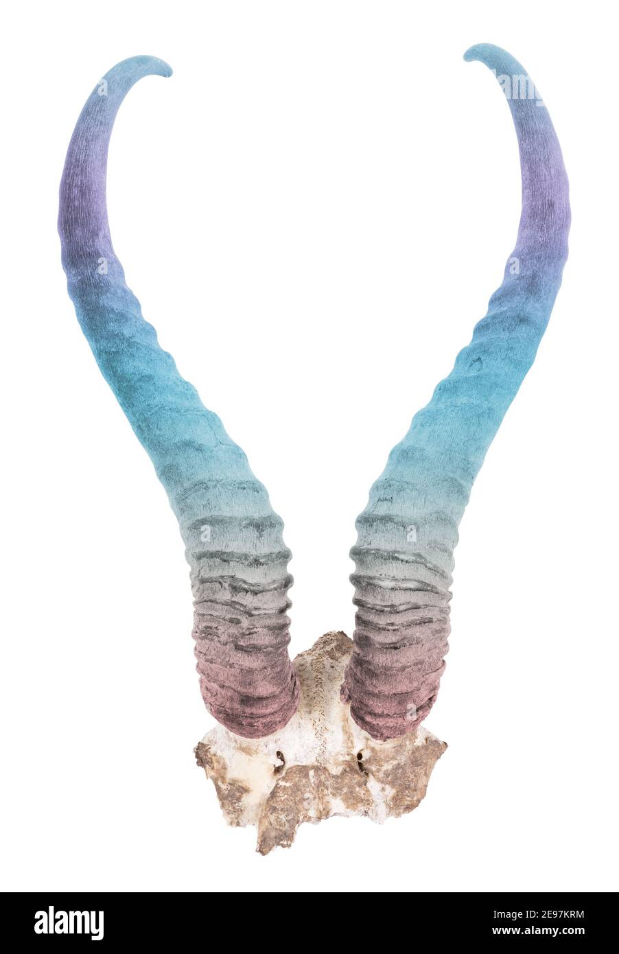 Springbok Cut Out Stock Images & Pictures - Alamy