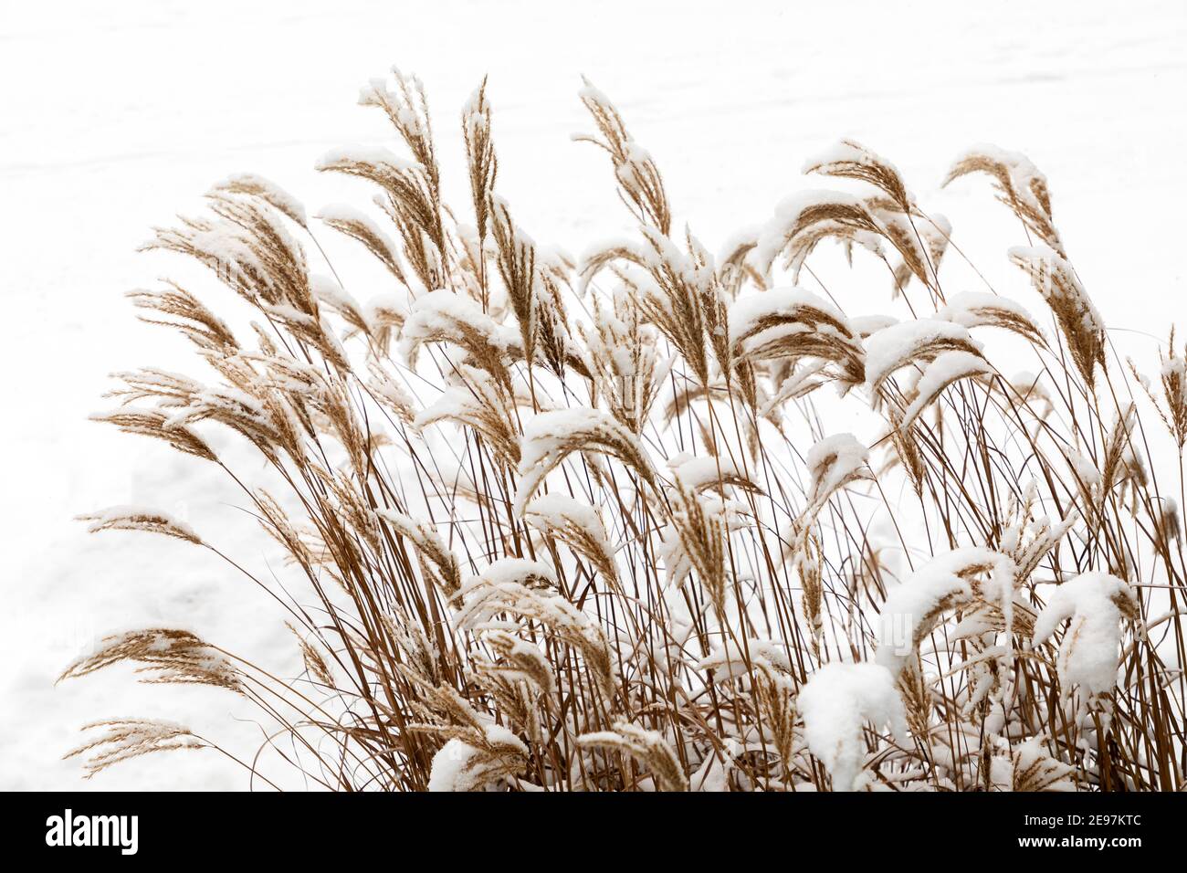 Reed snow hi-res stock photography and images - Alamy