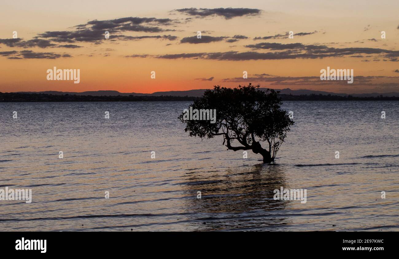 Mangrove at high tide hi-res stock photography and images - Alamy