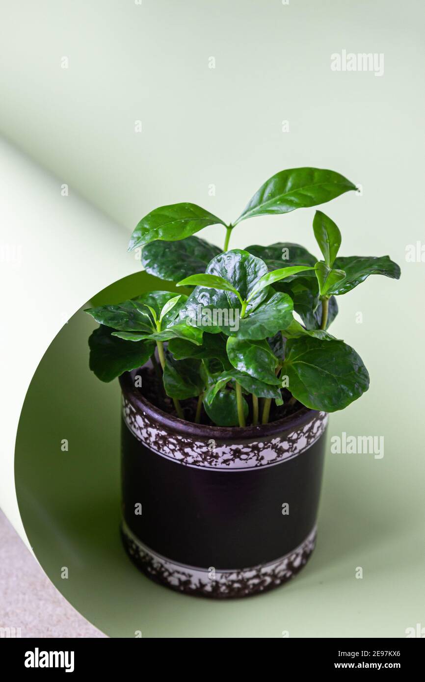 Small coffee plant in a pot on a pastel green background. Coffee tree ...