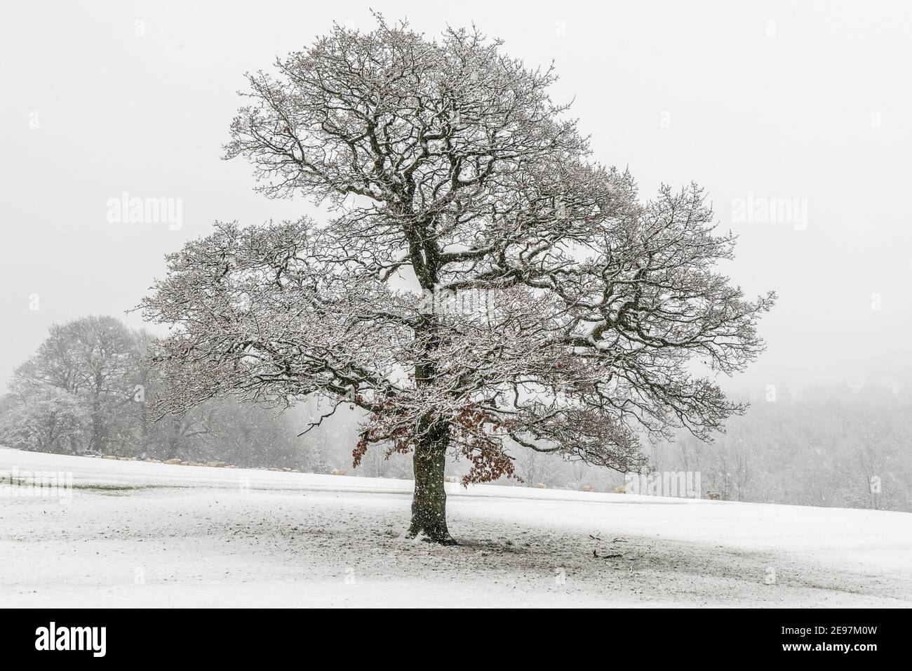 A lone tree in the snow Stock Photo - Alamy