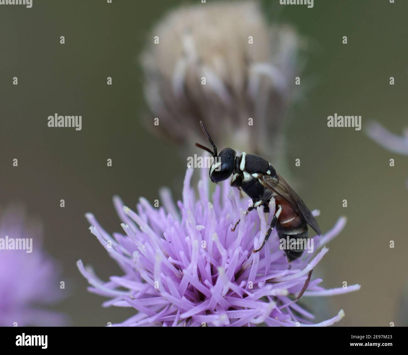 A quite colorfull mask bee species , Hylaeus meridionalis, from Gard ...