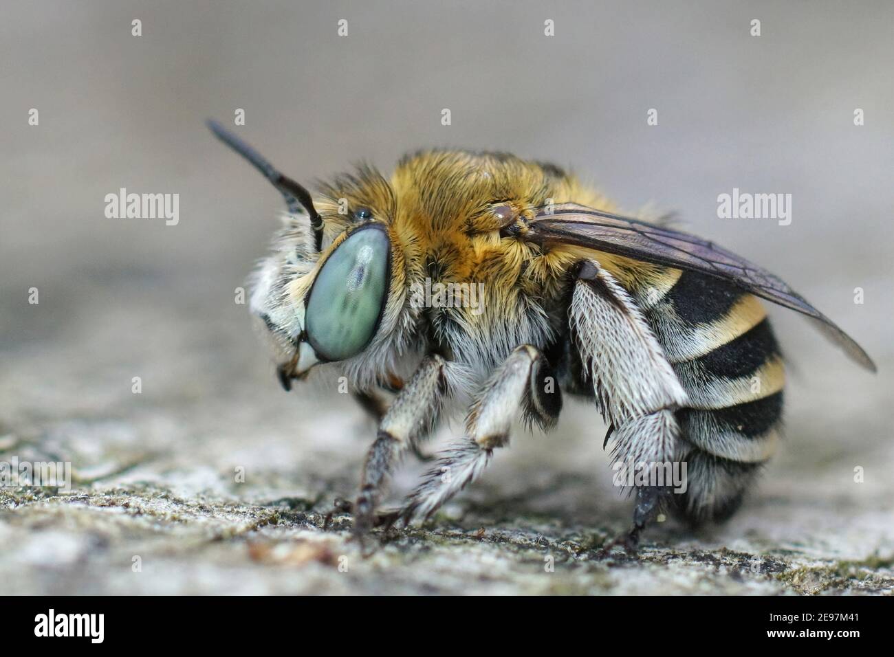 A lateral close up of a female digger bee, Amegilla albigena, from ...