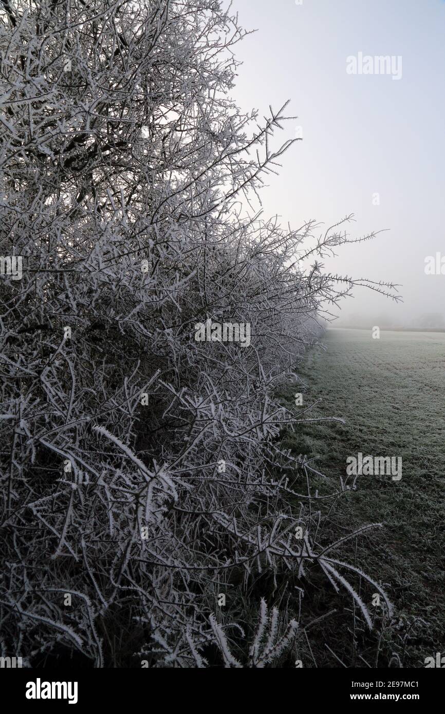 Frost covered hedge in field outside Brabourne Lees, Ashford, Kent ...