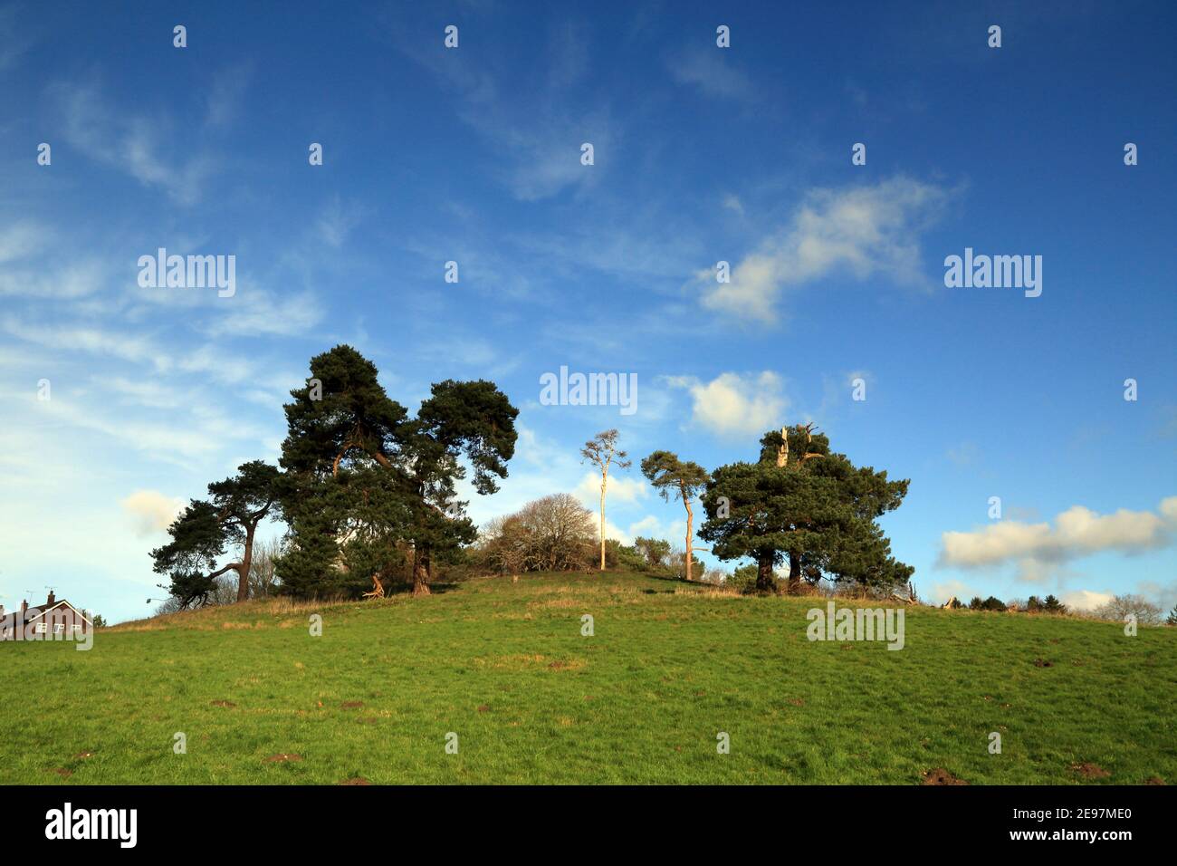 Scots pine trees outside Smeeth, Ashford, Kent, England, United Kingdom ...