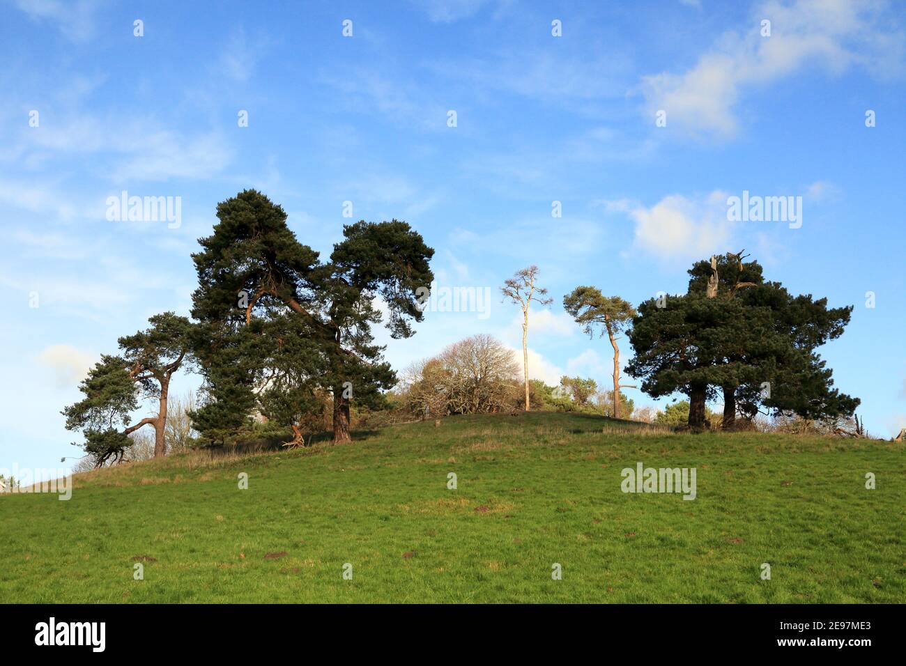 Scots pine trees outside Smeeth, Ashford, Kent, England, United Kingdom ...