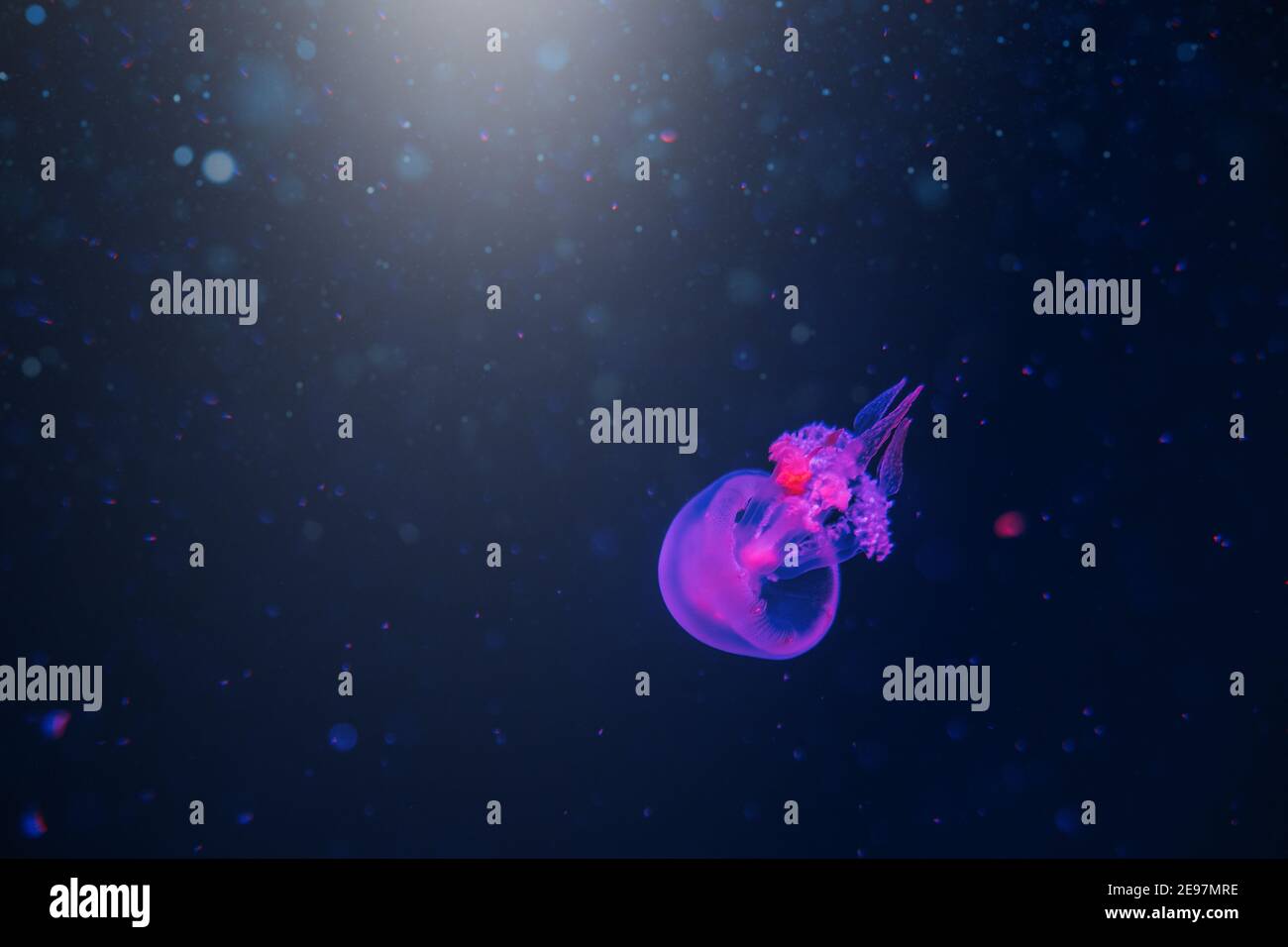 Jellyfish underwater. Blue blubber jellyfish catostylus mosaicus ...