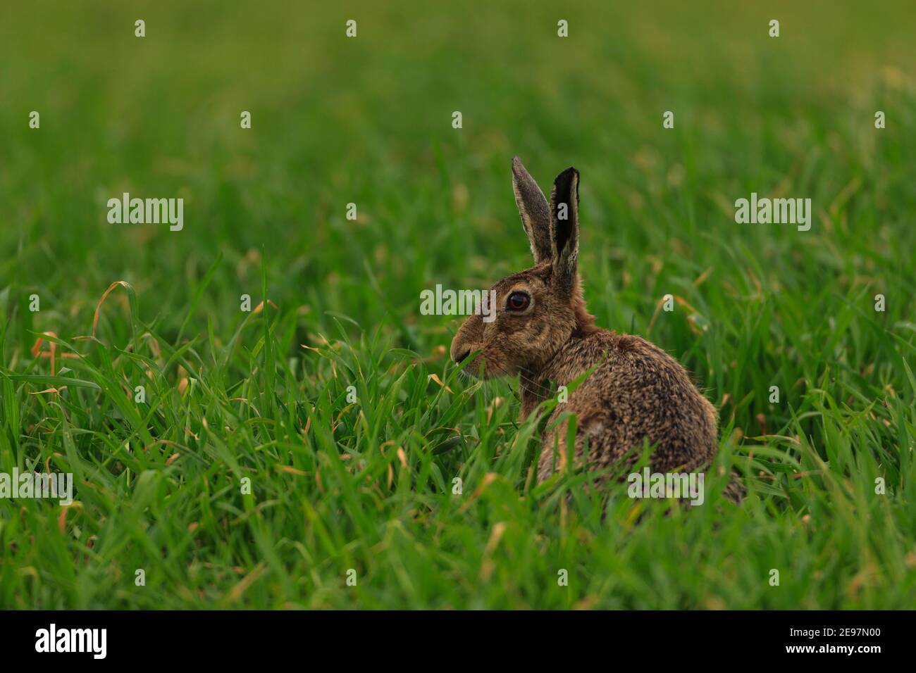 Brown Hare in their natural habitat Stock Photo - Alamy