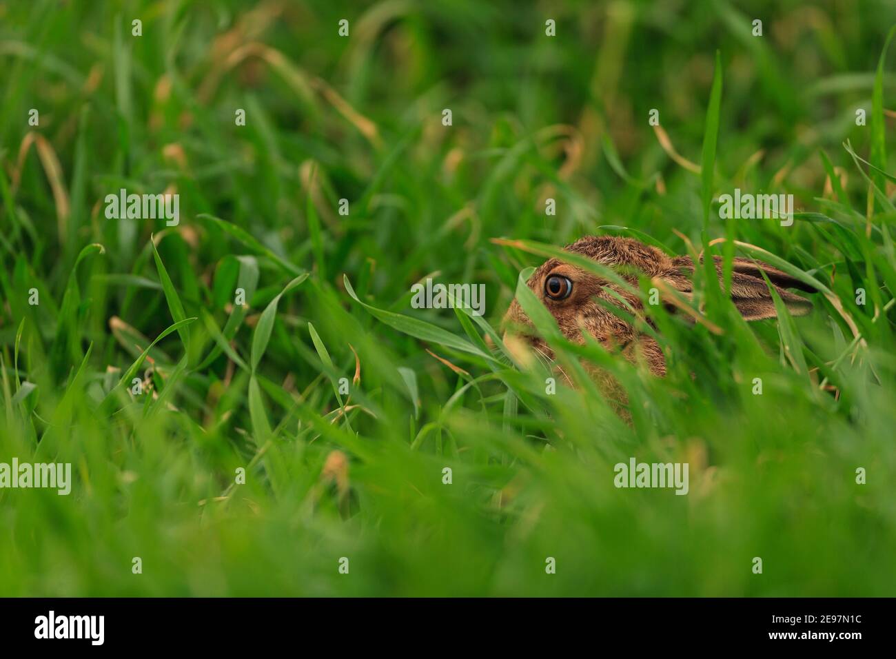 Brown Hare in their natural habitat Stock Photo - Alamy