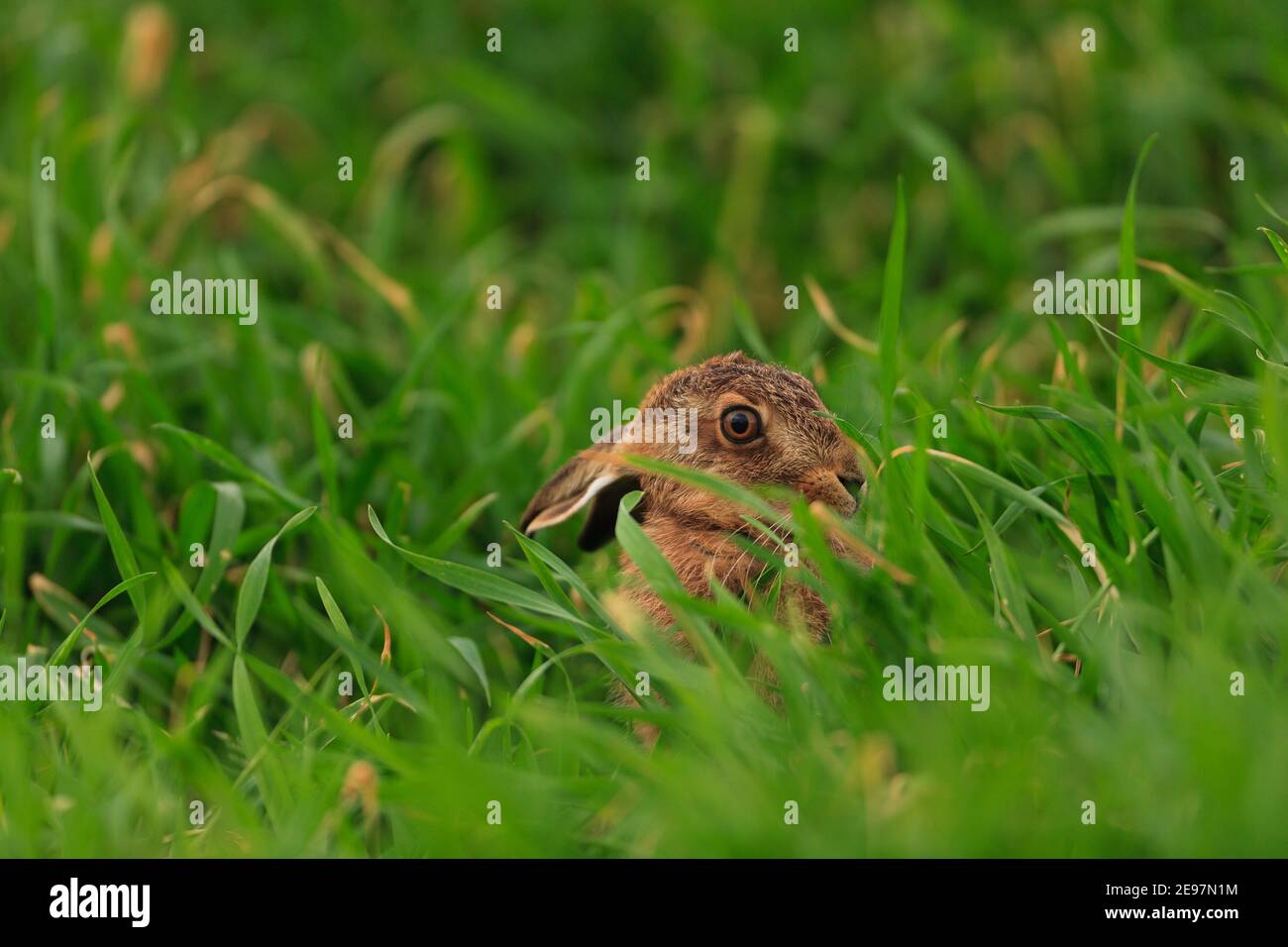 Brown Hare in their natural habitat Stock Photo - Alamy