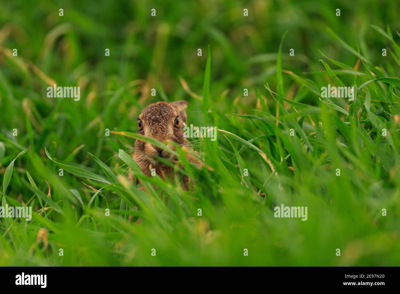 Brown Hare in their natural habitat Stock Photo - Alamy