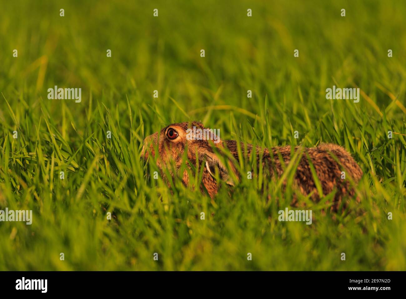 Brown Hare in their natural habitat Stock Photo - Alamy